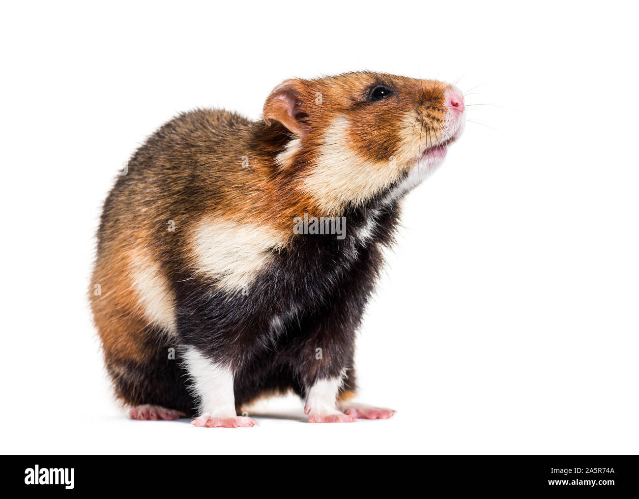 European hamster, Cricetus cricetus, in front of white background Stock ...