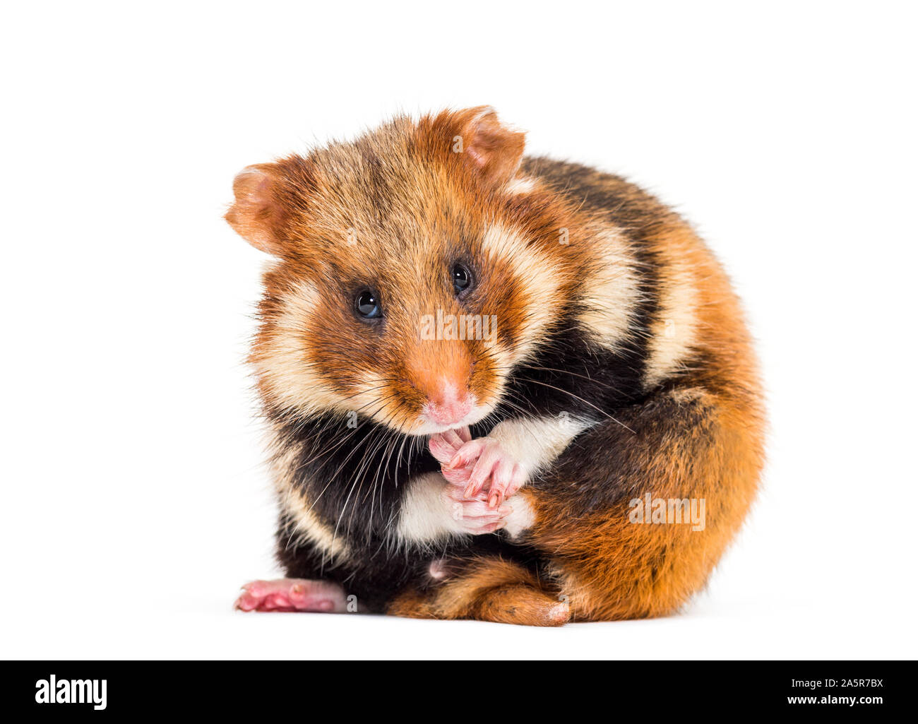 European hamster, Cricetus cricetus grooming in front of white ...