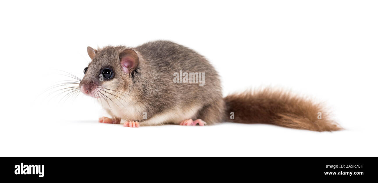 Fat dormouse hi-res stock photography and images - Alamy