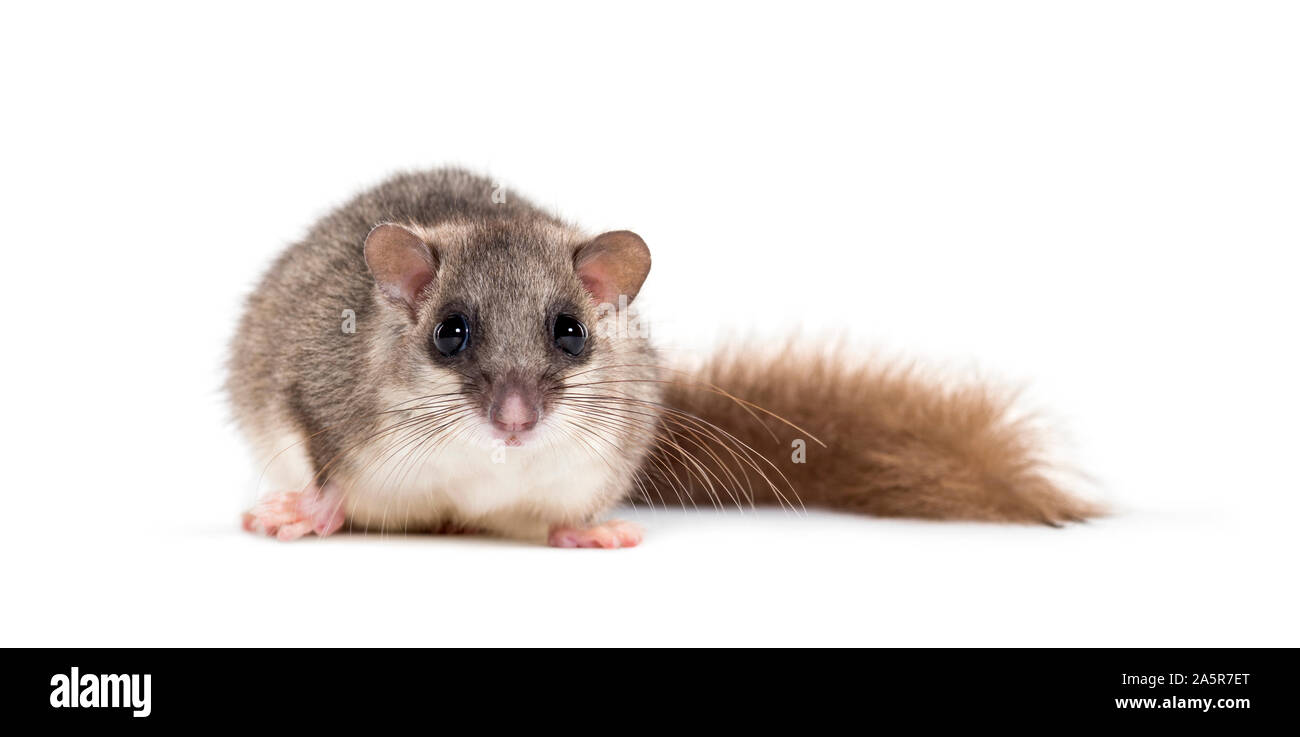 Fattest Mouse In The World