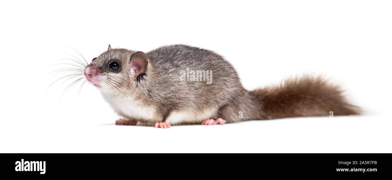 Edible Dormouse or Fat Dormouse, Glis glis, in front of white ...