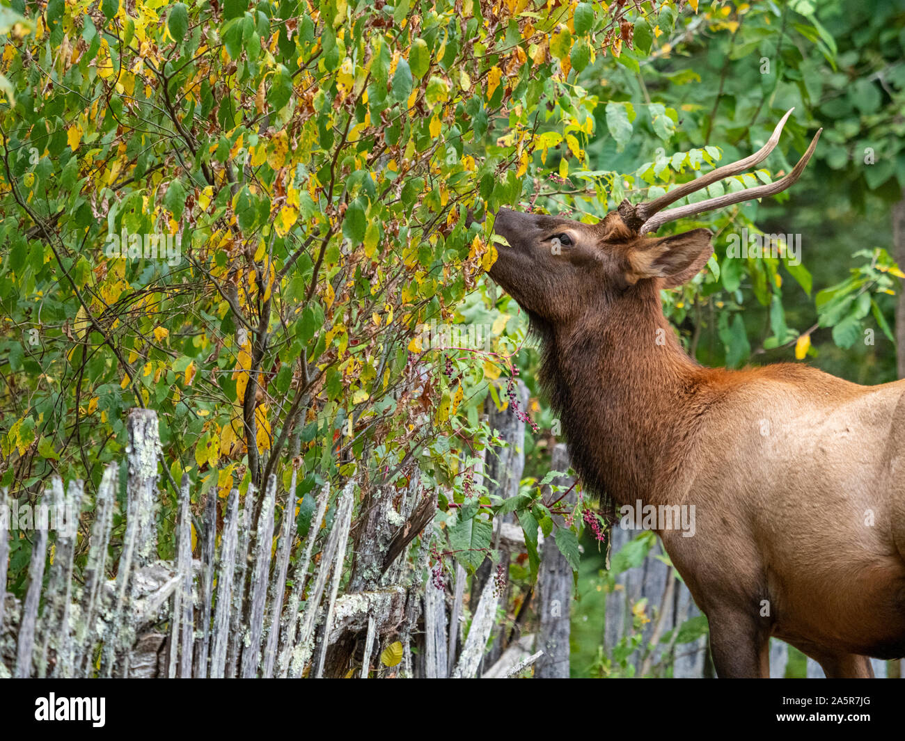 Elk at Oconaluftee Visitor Center in the Great Smoky Mountains National ...