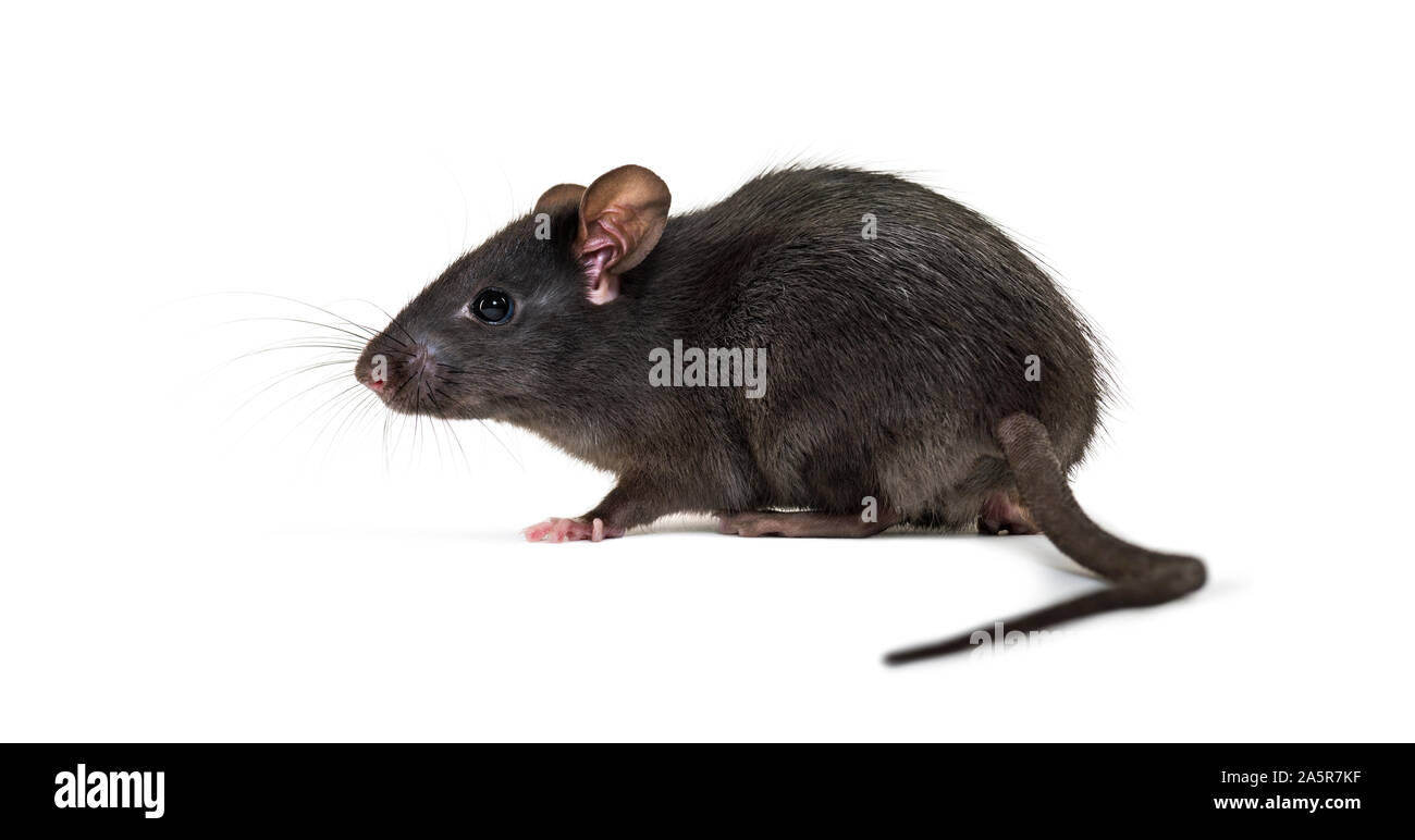 Black rat, Rattus rattus, in front of white background Stock Photo - Alamy