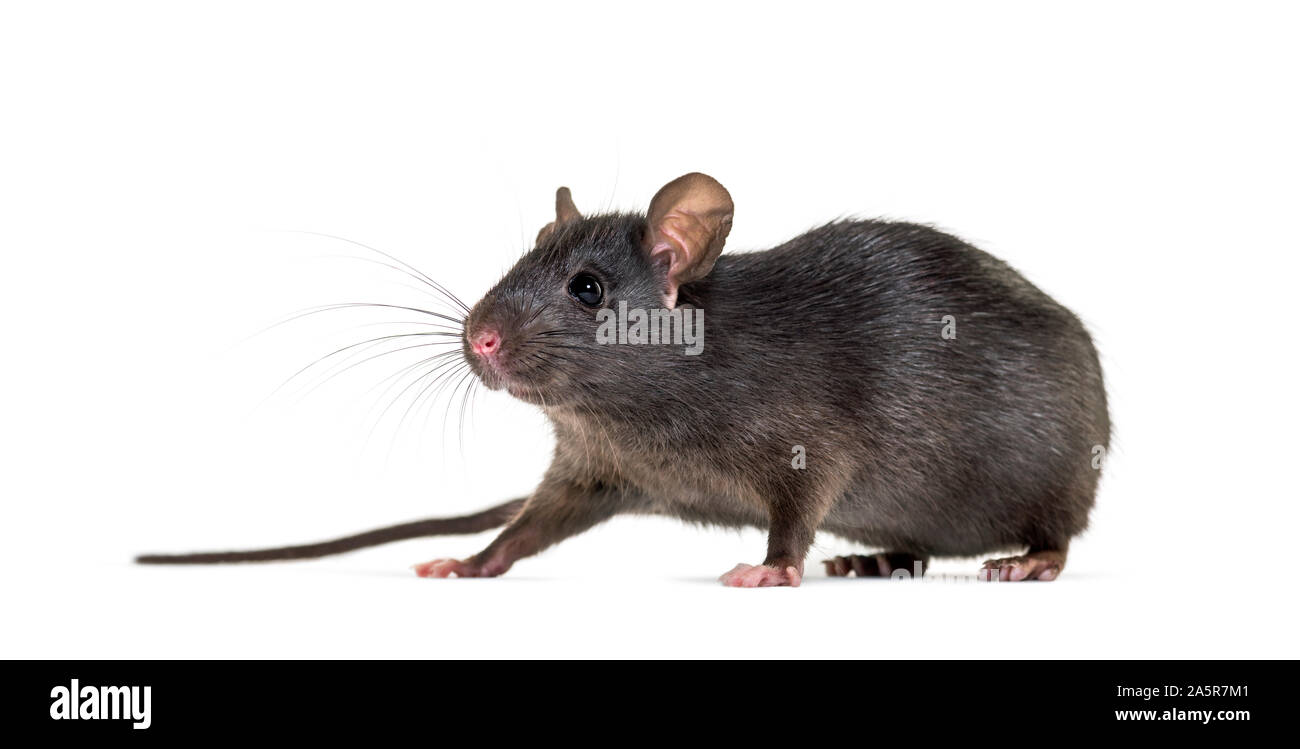 Black rat, Rattus rattus, in front of white background Stock Photo - Alamy