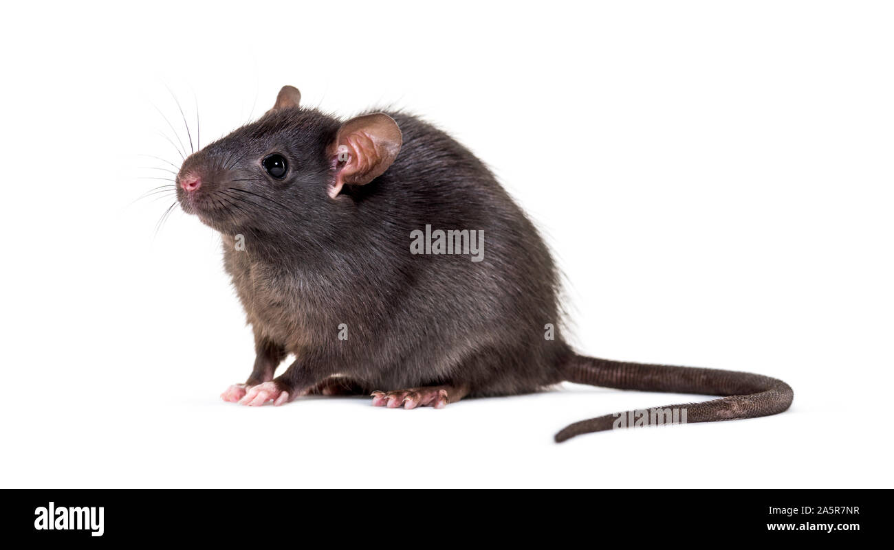 Black rat, Rattus rattus, in front of white background Stock Photo - Alamy