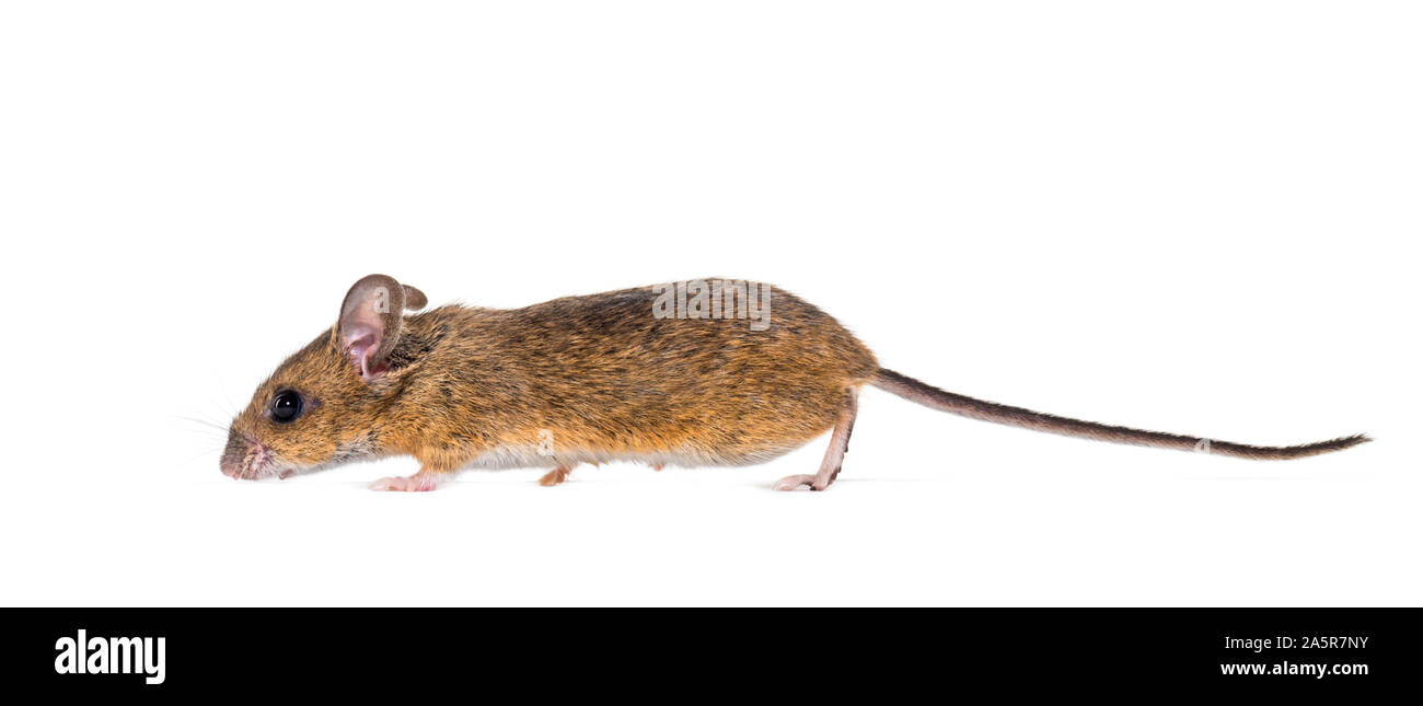 Eurasian mouse, Apodemus species, in front of white background Stock ...