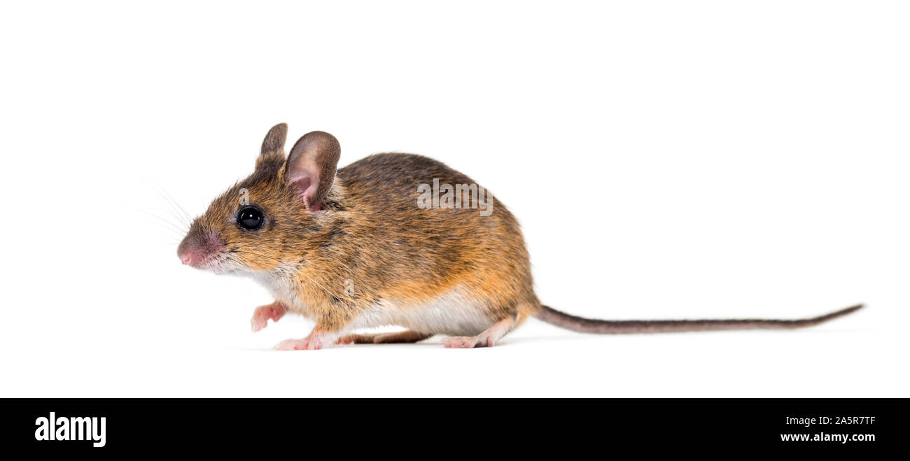 Eurasian mouse, Apodemus species, in front of white background Stock ...