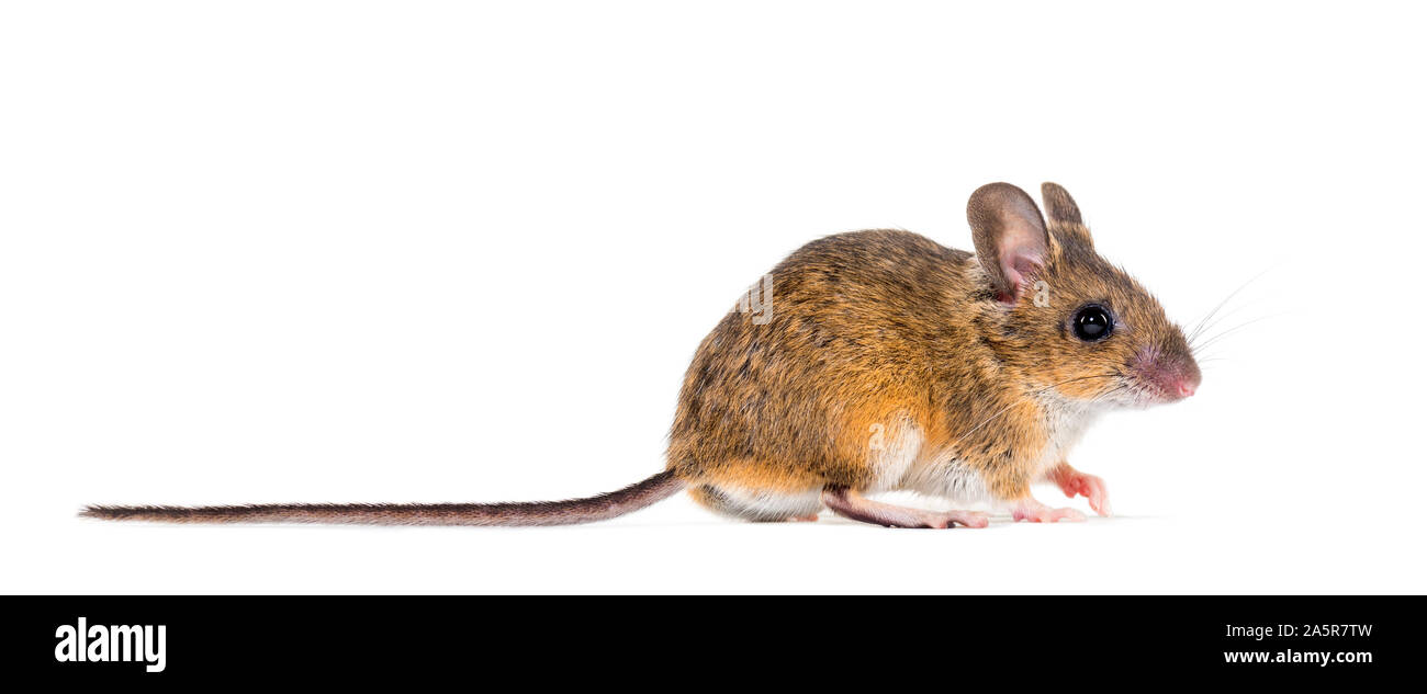Eurasian mouse, Apodemus species, in front of white background Stock ...