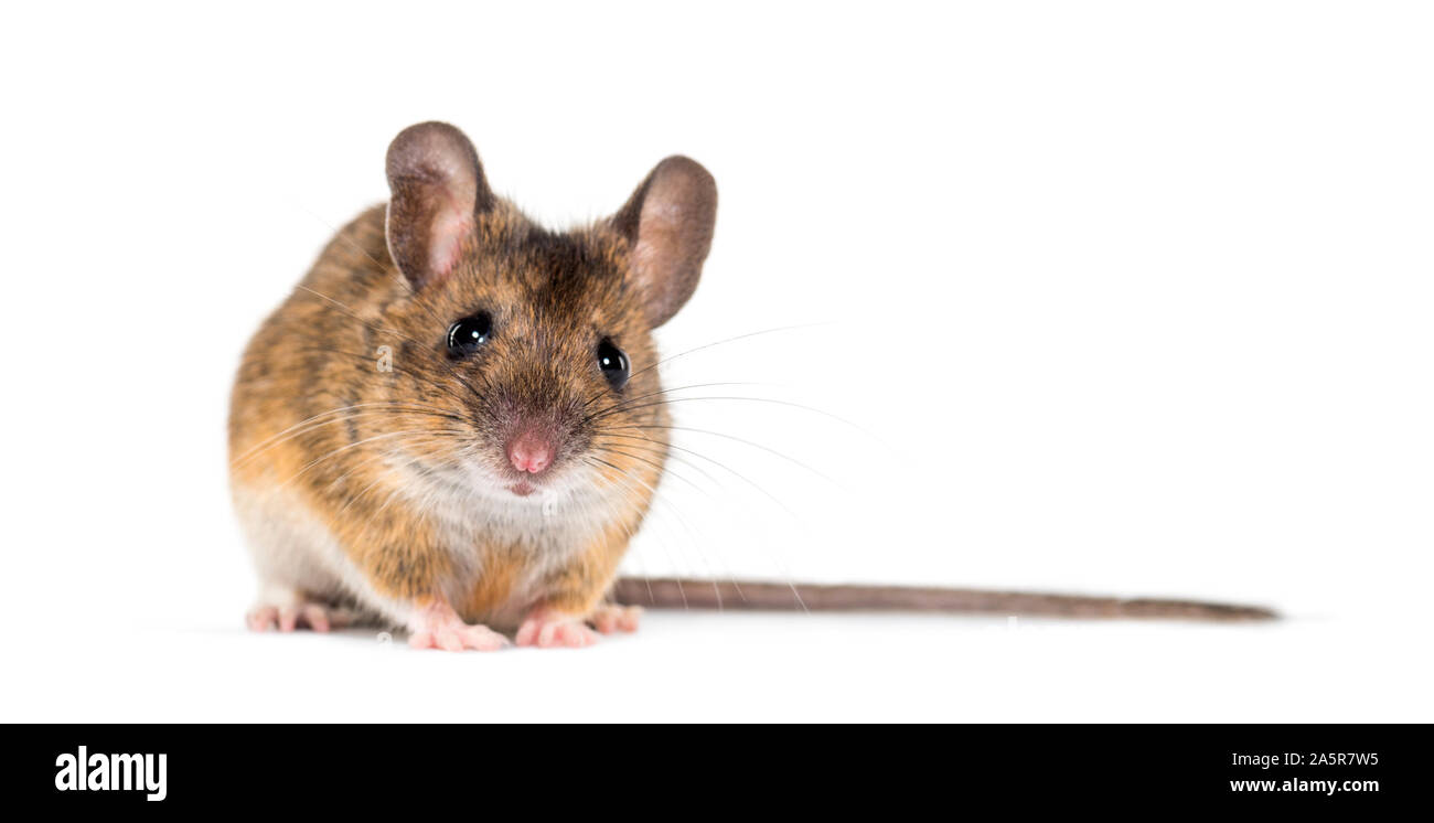 Eurasian mouse, Apodemus species, in front of white background Stock ...