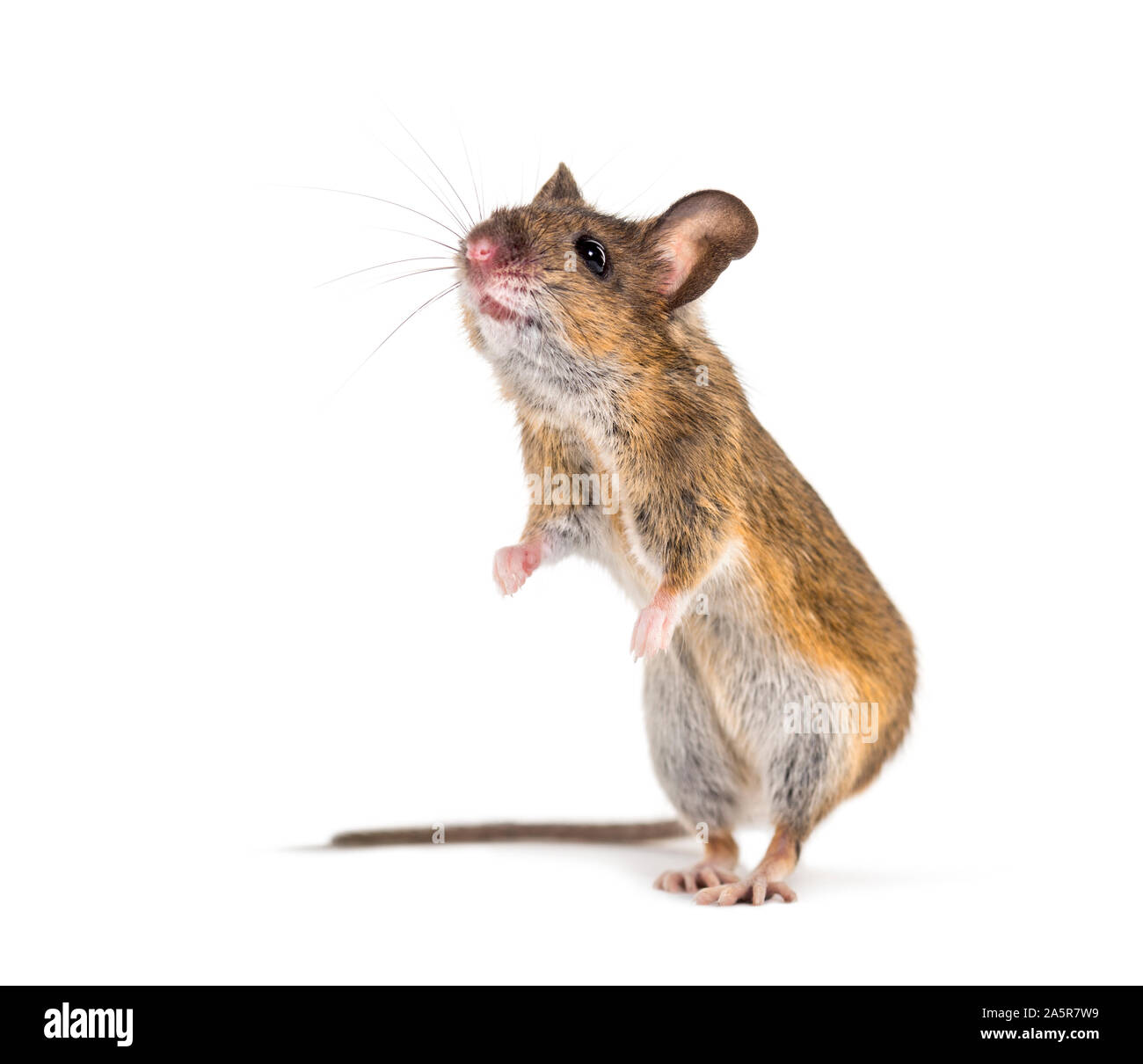 Eurasian mouse, Apodemus species, in front of white background Stock ...