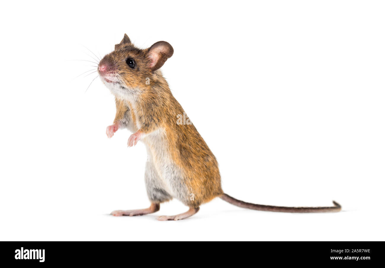 Eurasian mouse, Apodemus species, on hind legs in front of white ...