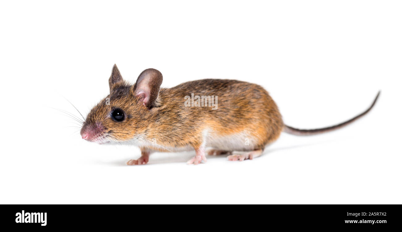 Eurasian mouse, Apodemus species, in front of white background Stock ...