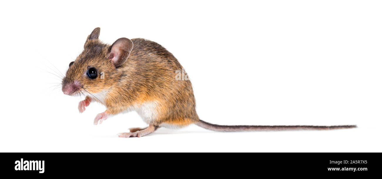 Eurasian mouse, Apodemus species, sitting in front of white background ...