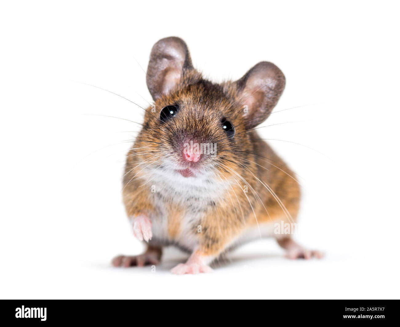 Eurasian mouse, Apodemus species, in front of white background Stock ...