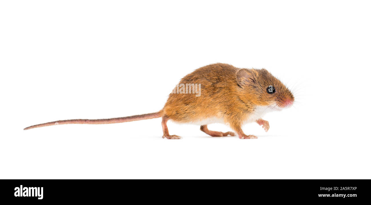 Eurasian harvest mouse, Micromys minutus, in front of white background ...