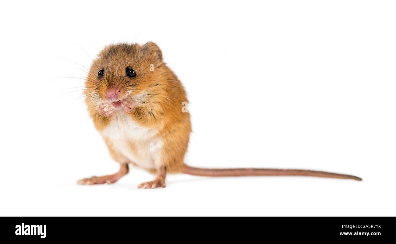 Eurasian harvest mouse, Micromys minutus, in front of white background ...