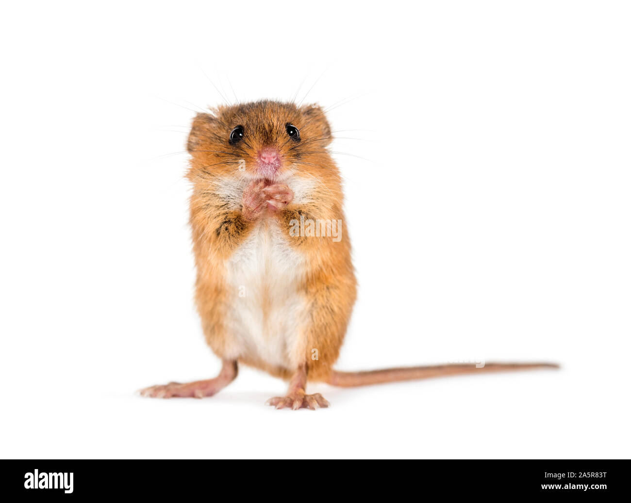 Eurasian harvest mouse, Micromys minutus, grooming in front of white ...