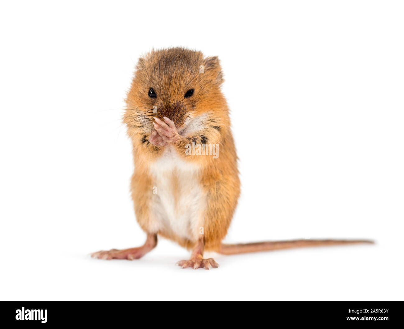 Eurasian harvest mouse, Micromys minutus, grooming in front of white ...