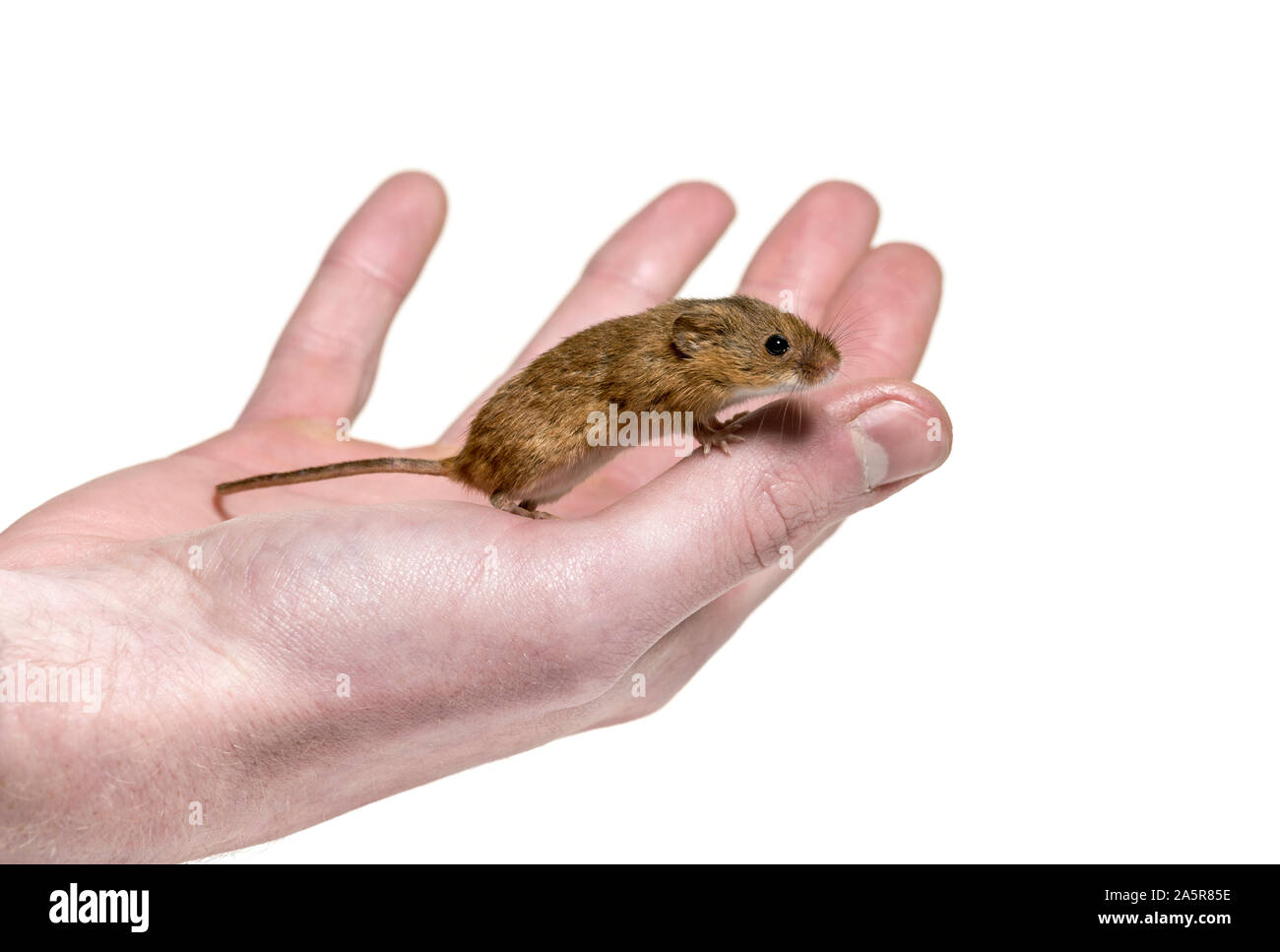 Eurasian harvest mouse on hand, Micromys minutus, in front of white ...