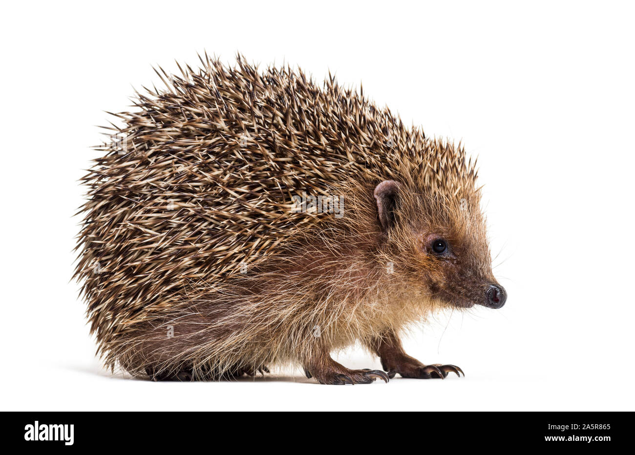 West european hedgehog hi-res stock photography and images - Alamy