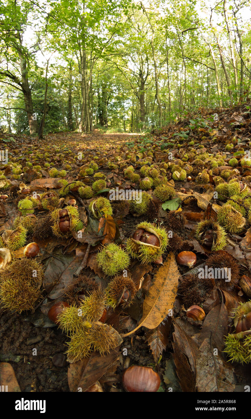 Spike chestnut cases hi-res stock photography and images - Alamy