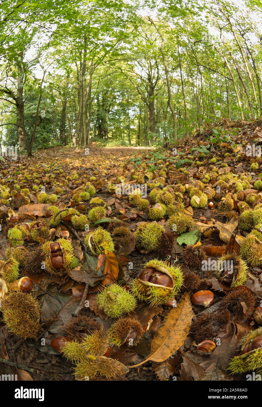 Spike chestnut cases hi-res stock photography and images - Alamy