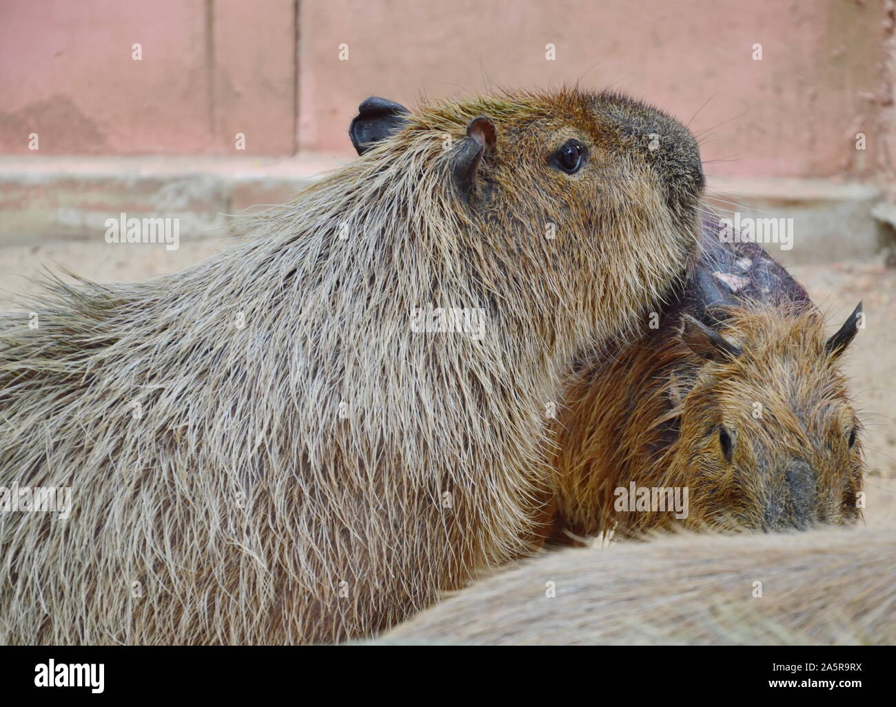 Rat mouse together hi-res stock photography and images - Alamy