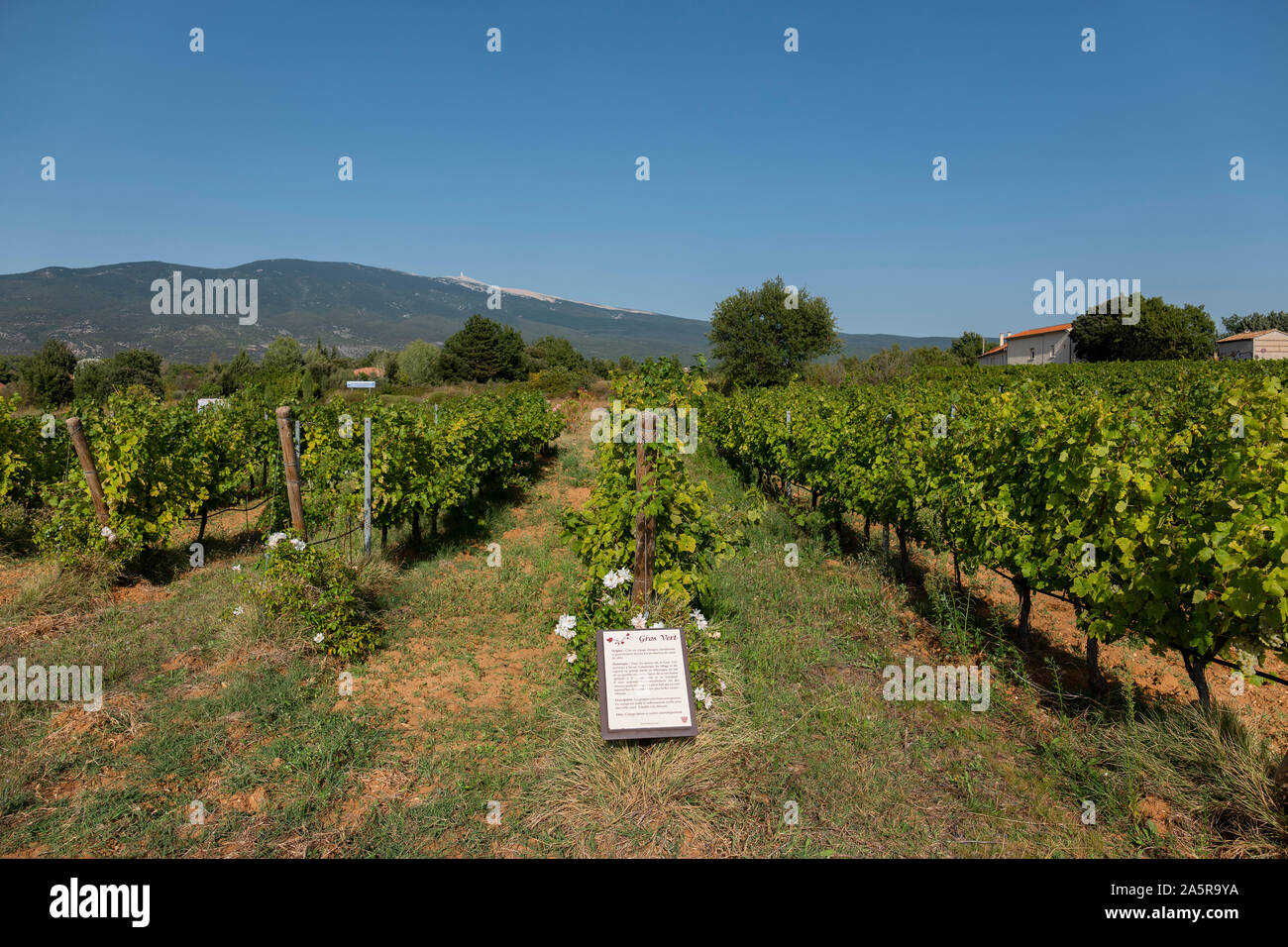 Bedoin vineyard provence hi-res stock photography and images - Alamy