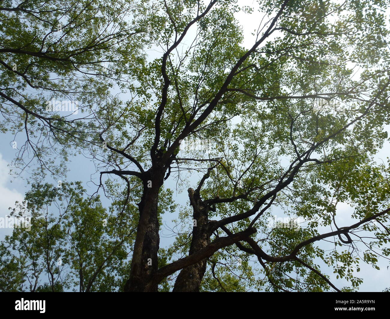 Big trees grow in the park Stock Photo - Alamy