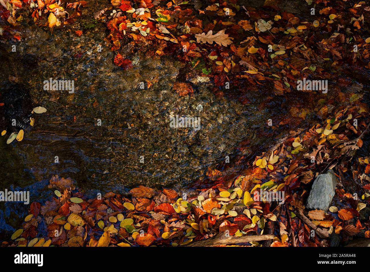 Top view of forest stream full of colorful autumn leaves, bright red ...