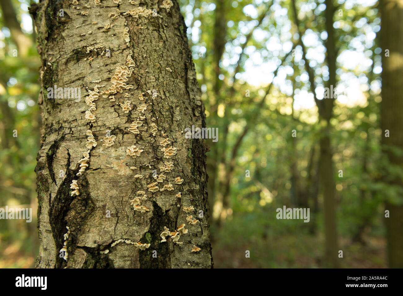 Silver birch betula pendula young hi-res stock photography and images ...