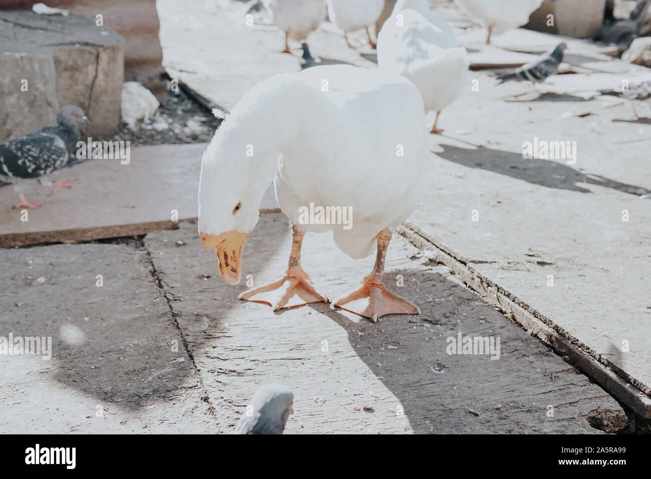 Dead gooses hi-res stock photography and images - Alamy