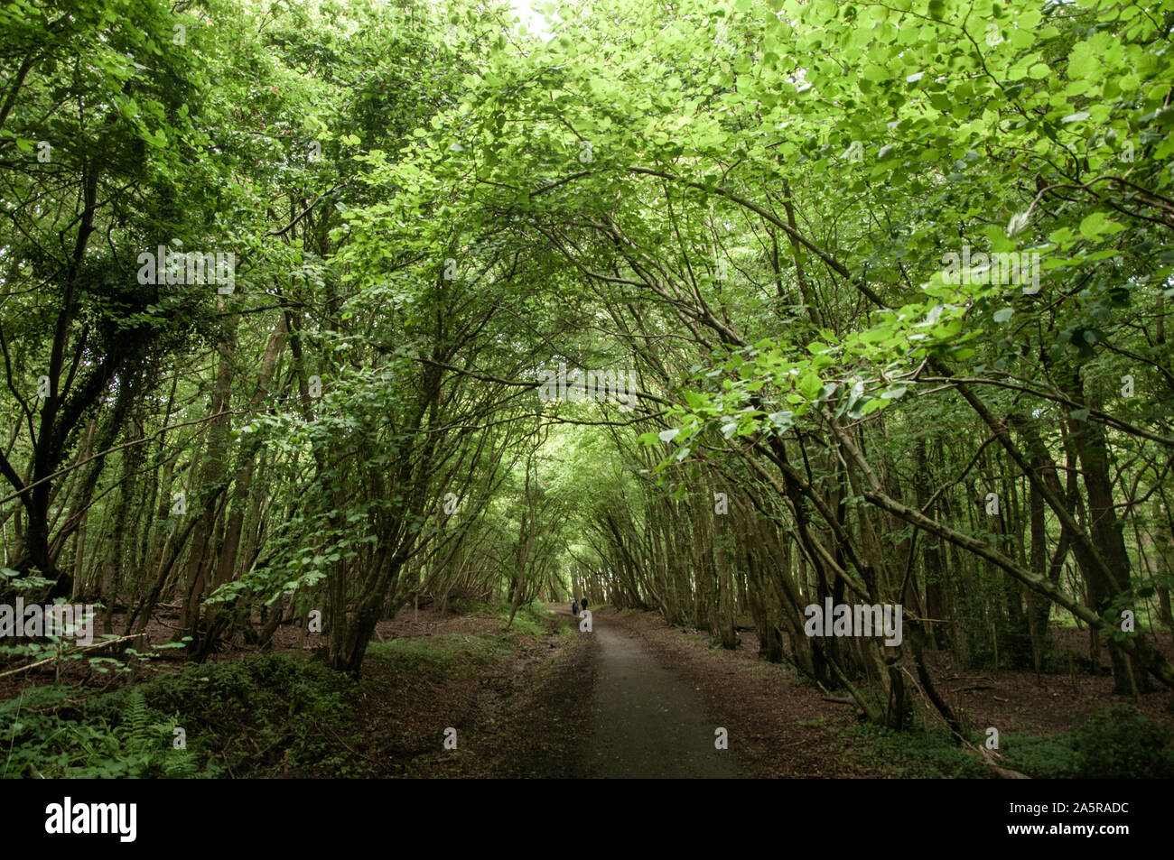 The Cuckoo Trail disused railway path goes through some dense woods ...