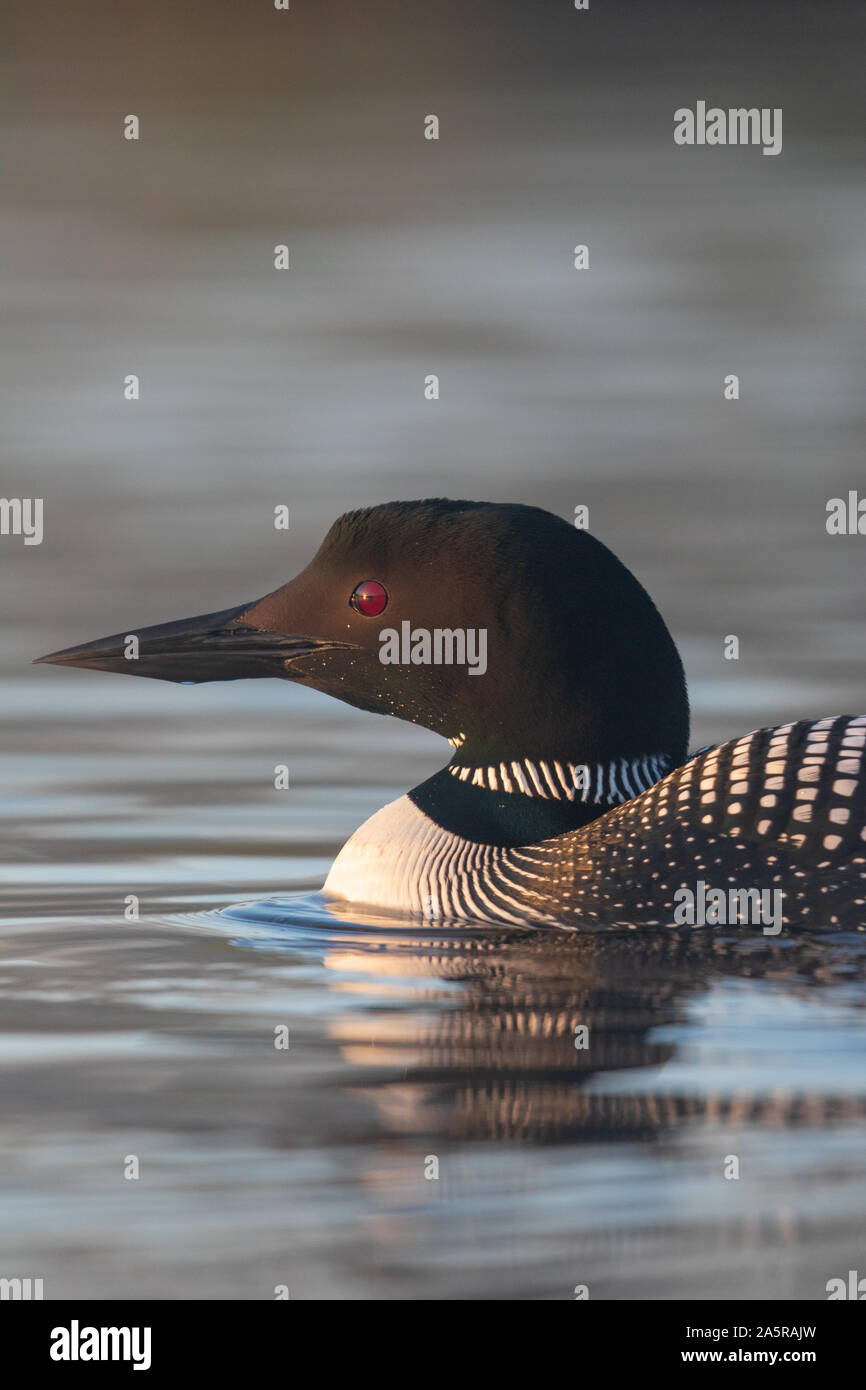 Common loon swimming in a northern Wisconsin lake Stock Photo - Alamy
