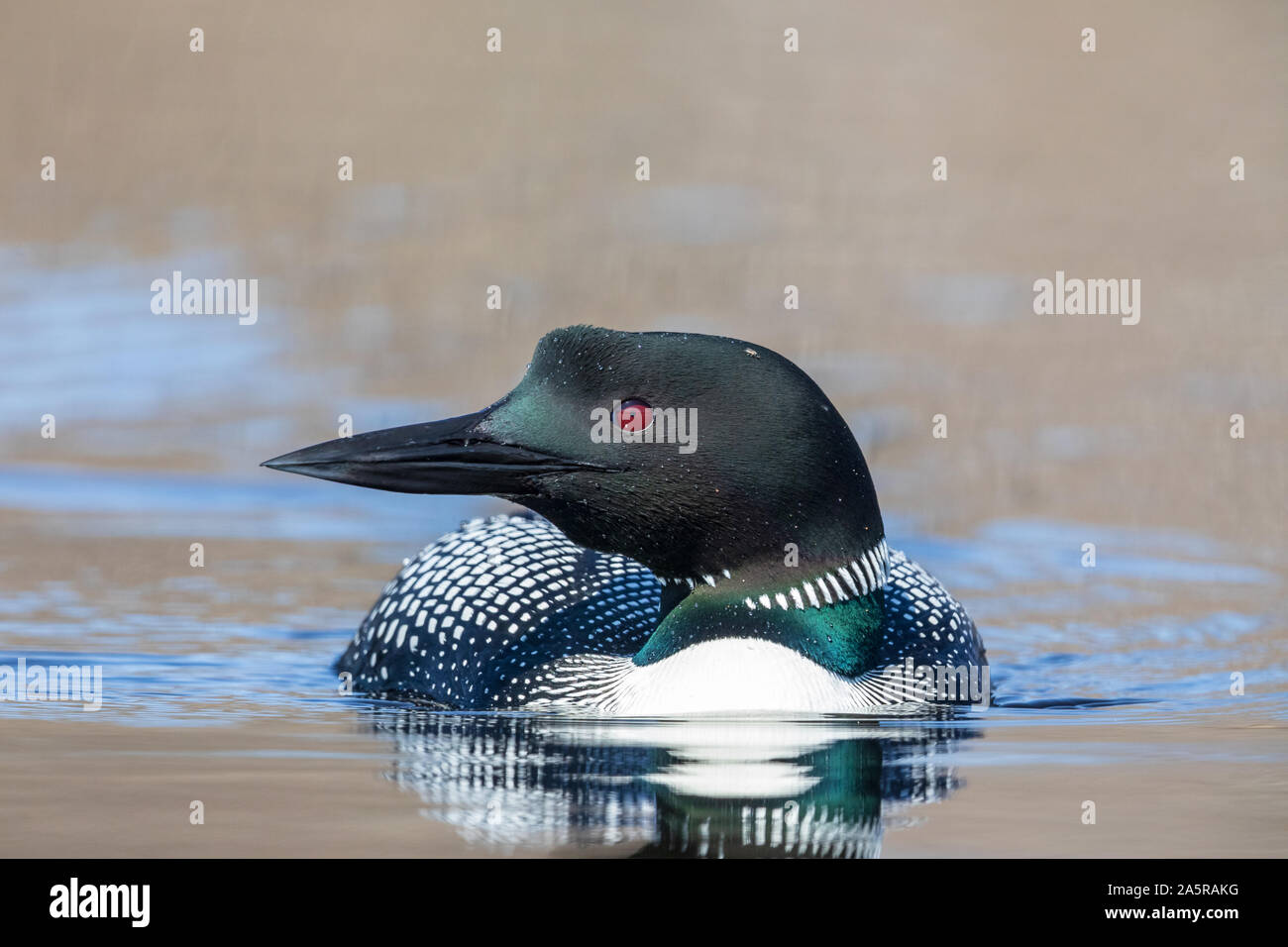 Common loon swimming in a northern Wisconsin lake Stock Photo - Alamy