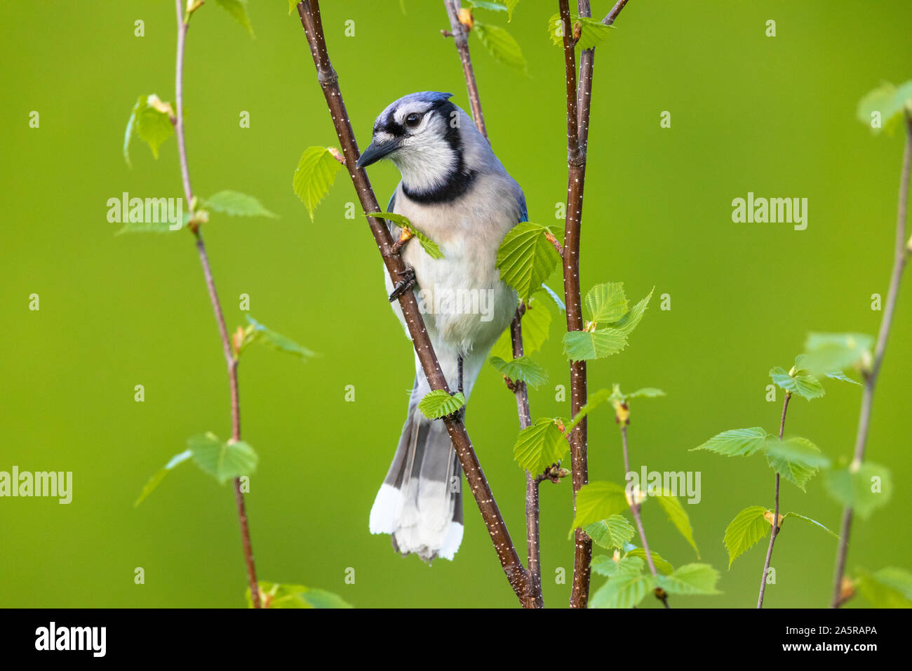 North american blue jay in tree hi-res stock photography and images - Alamy