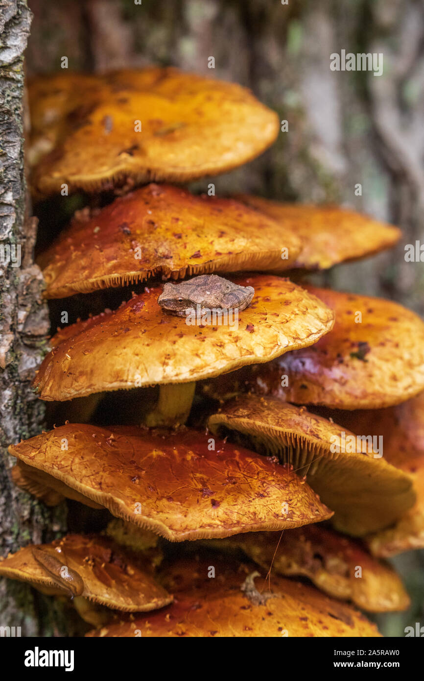 Spring peeper sitting on golden scalycap in northern Wisconsin Stock ...