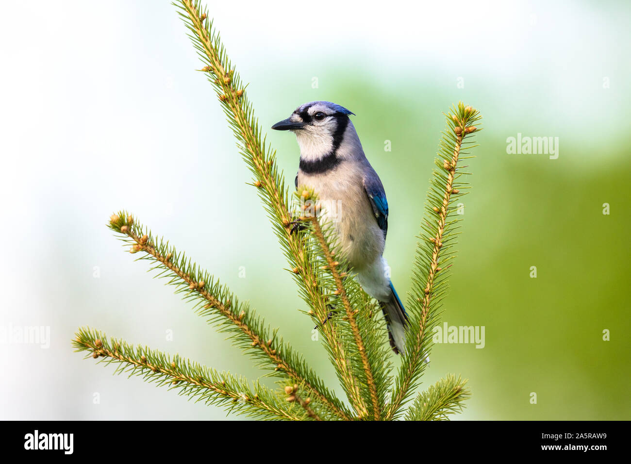 Blue jay tree hi-res stock photography and images - Alamy