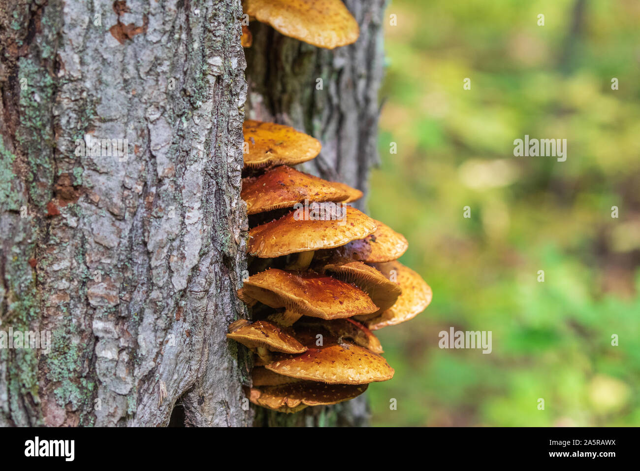 Spring peeper sitting on golden scalycap in northern Wisconsin Stock ...