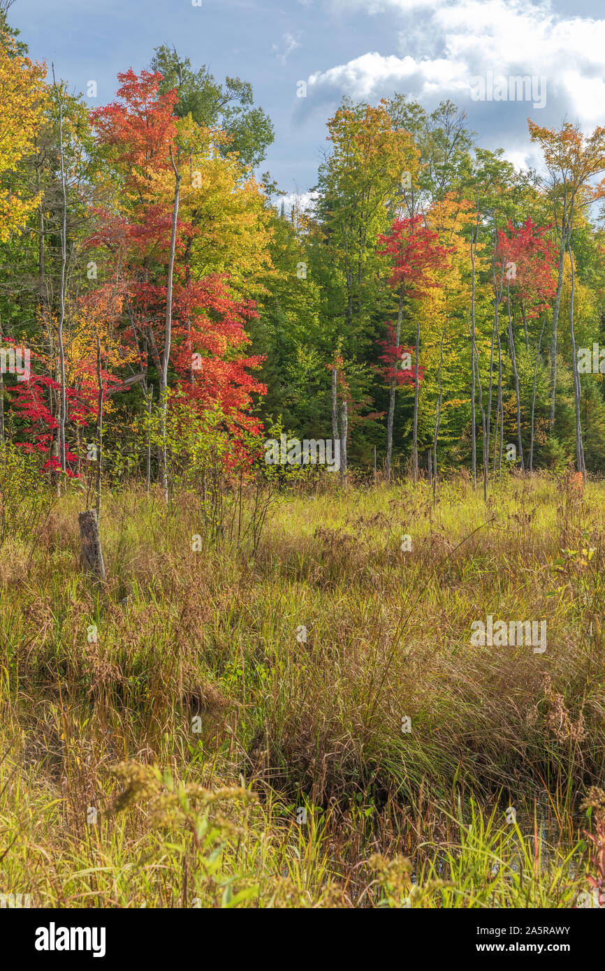Northern wisconsin fall colors hi-res stock photography and images - Alamy