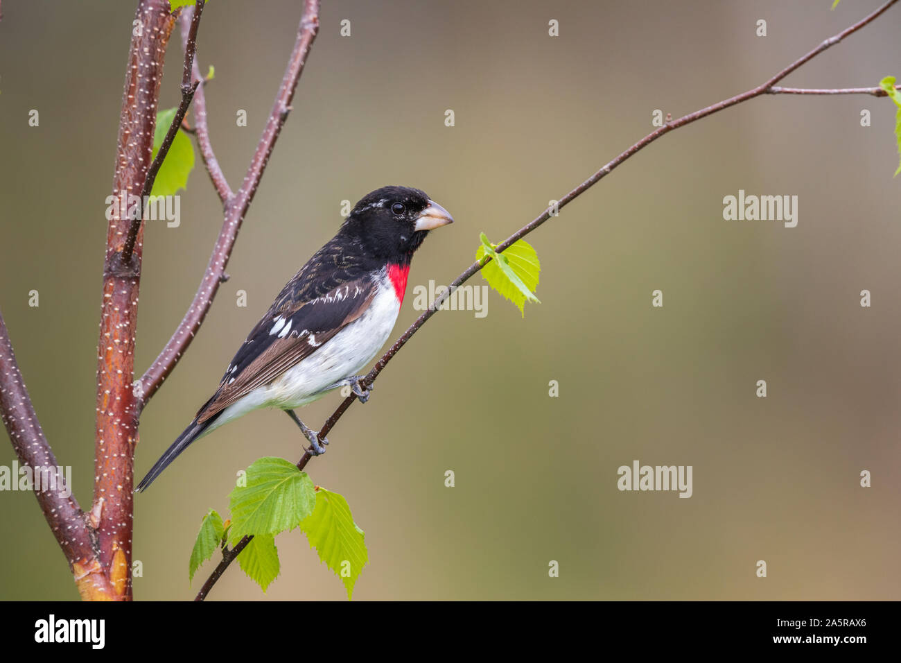 Immature Male Rose Breasted Grosbeak High Resolution Stock Photography ...