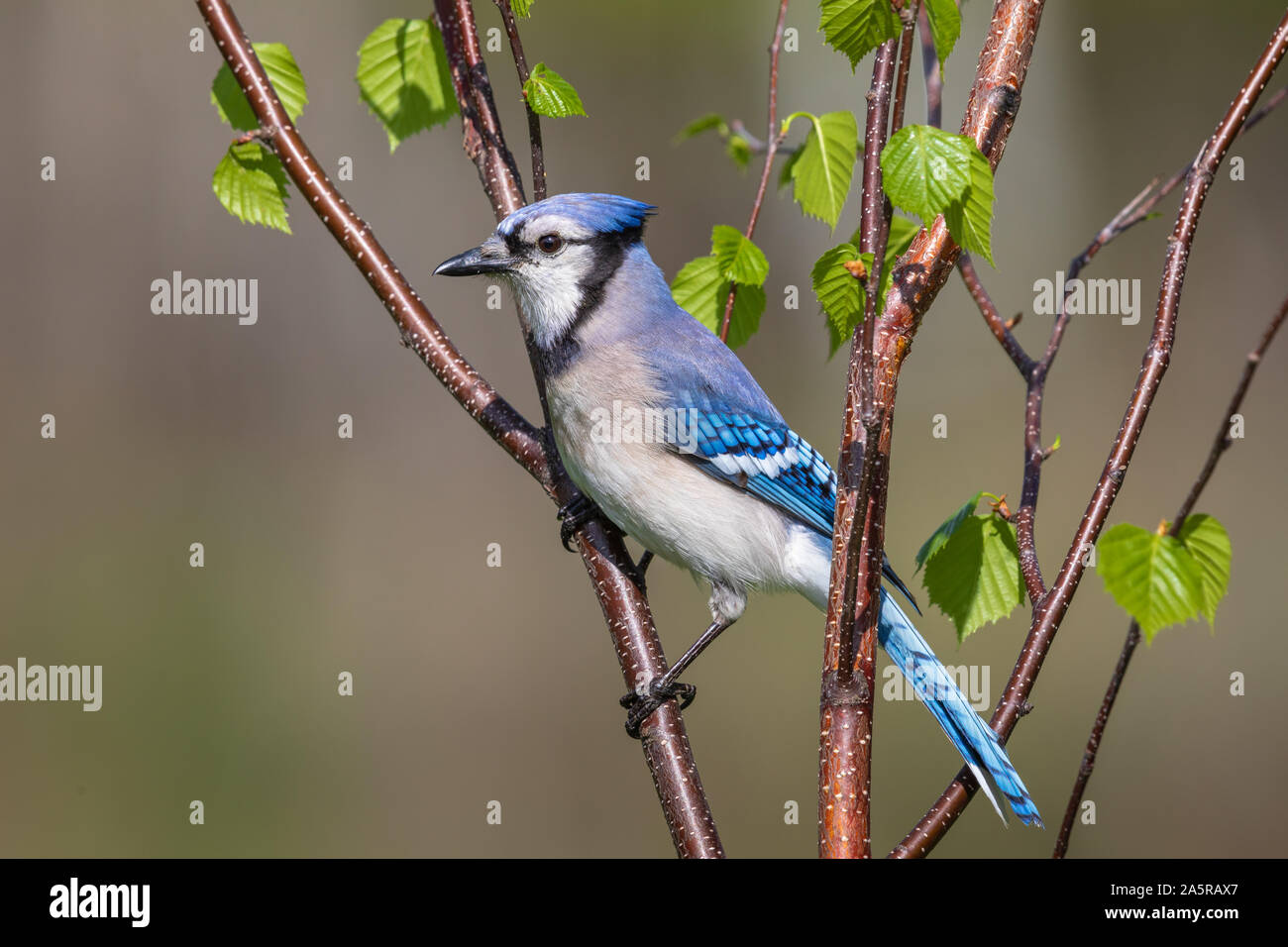 Grey Jay Bird High Resolution Stock Photography and Images - Alamy