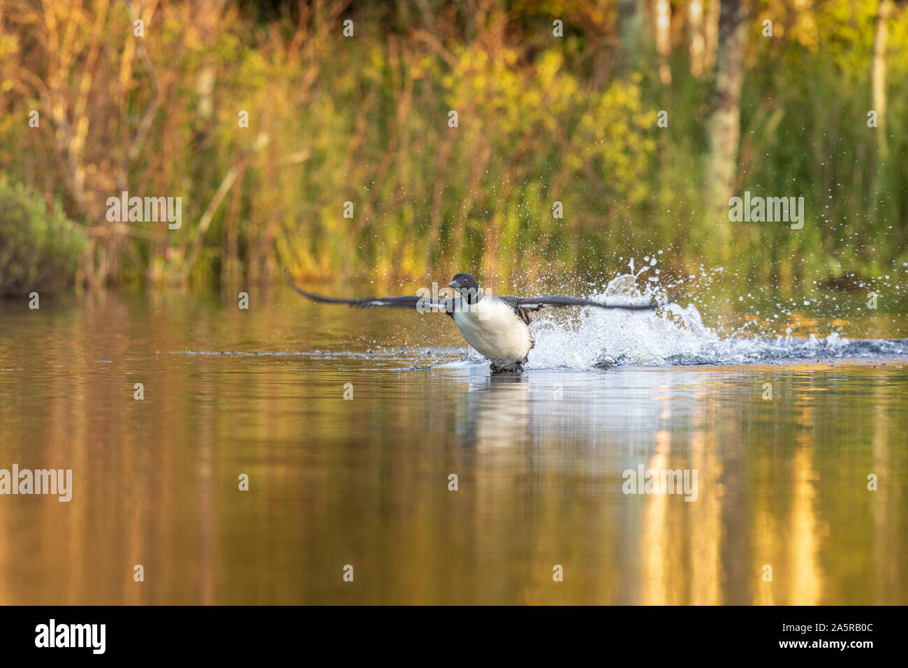Common loon taking flight from a northern Wisconsin lake Stock Photo ...