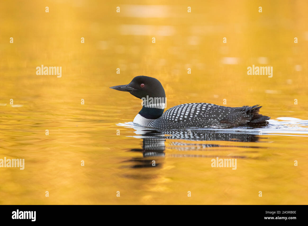 Common loon in its habitat hi-res stock photography and images - Alamy