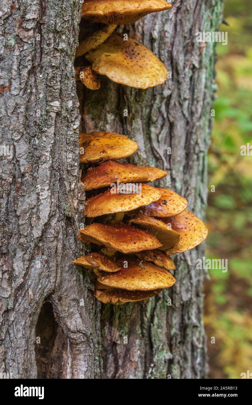Spring peeper sitting on golden scalycap in northern Wisconsin Stock ...