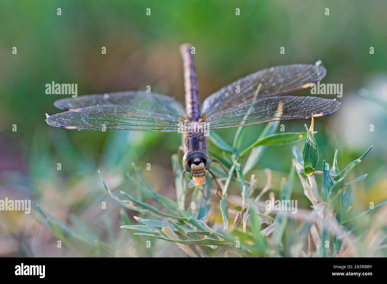 Closeup macro detail of wandering glider dragonfly Pantala flavescens ...