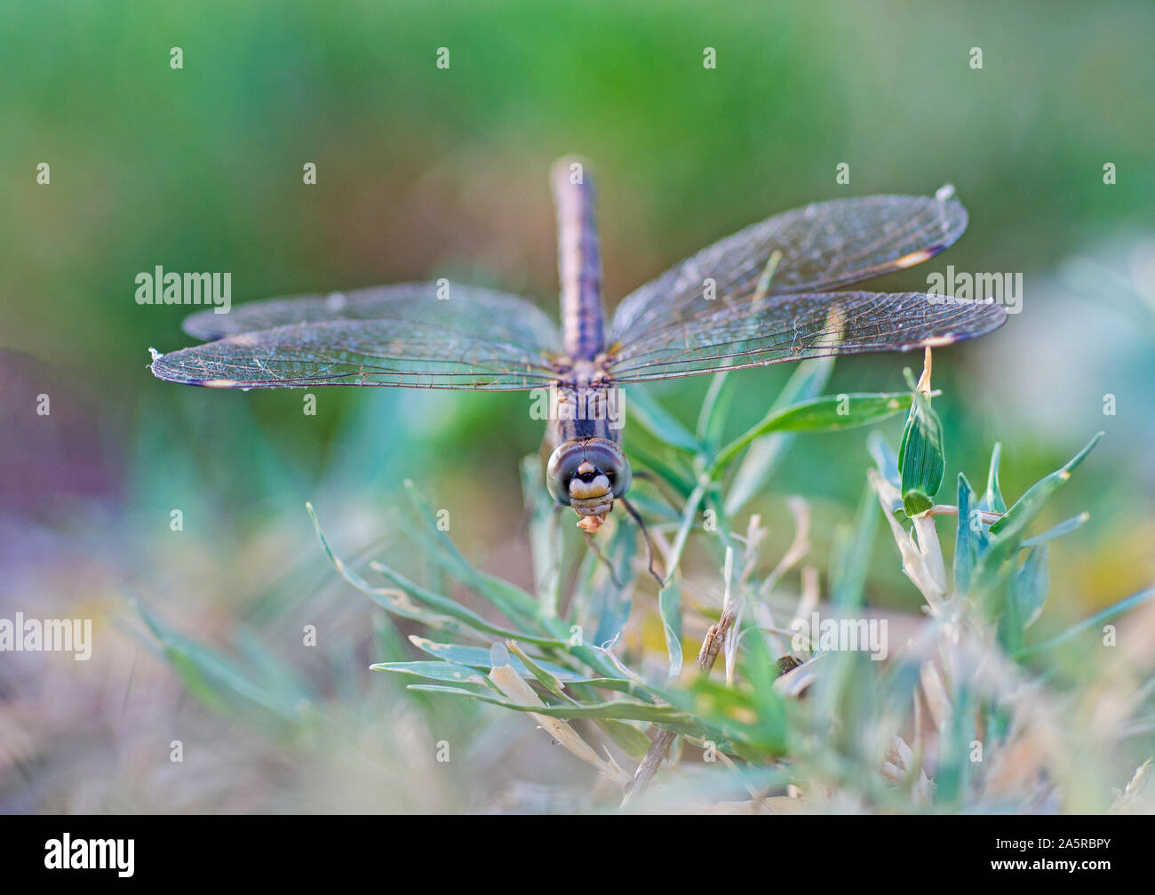 Insect thorax hi-res stock photography and images - Alamy