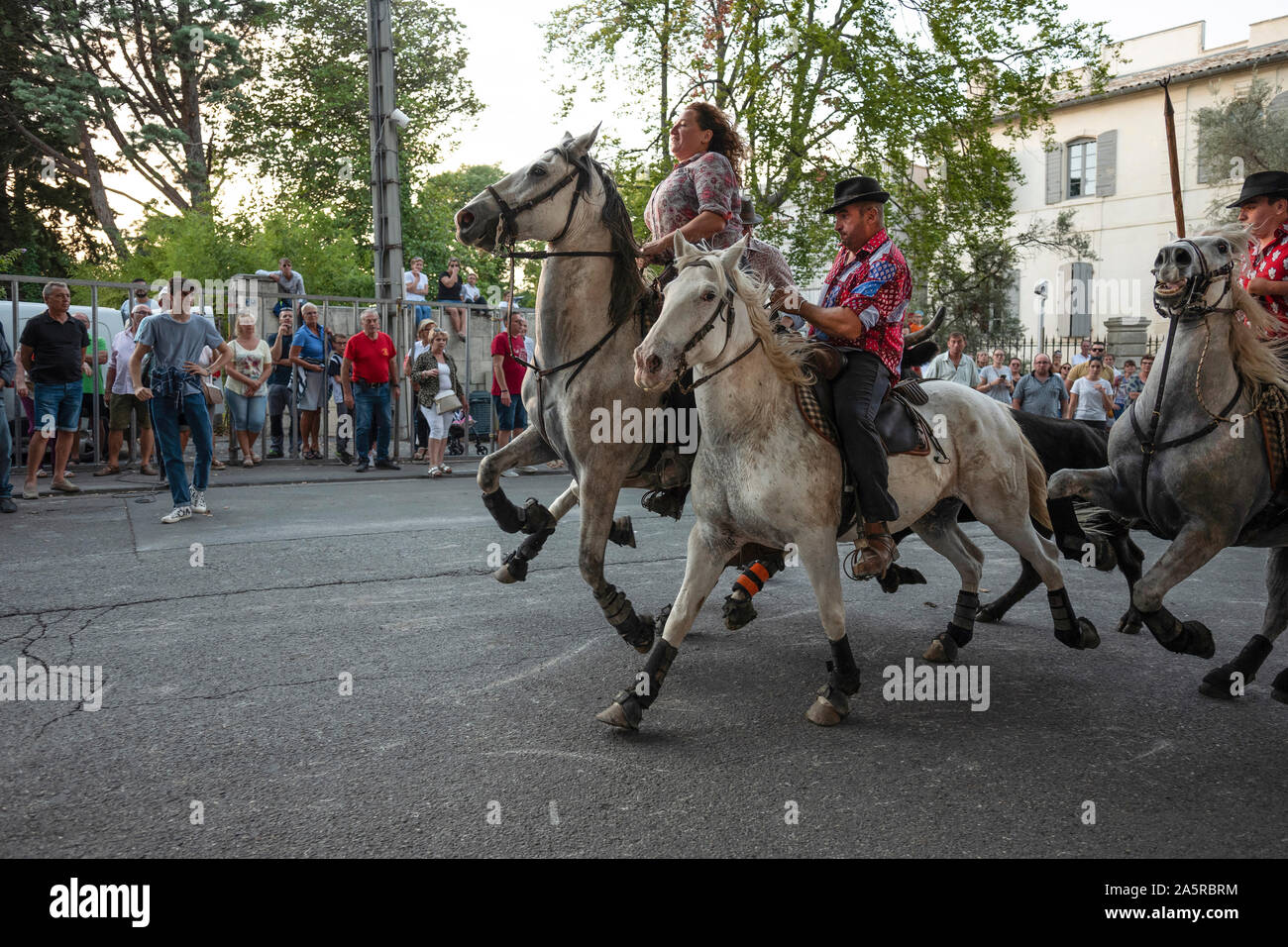 The bull run in San Remy, organised by the Guardians of the Camargue ...