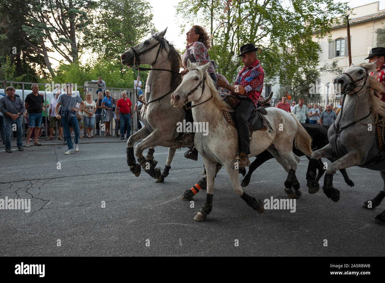 Beautiful white horses hi-res stock photography and images - Alamy