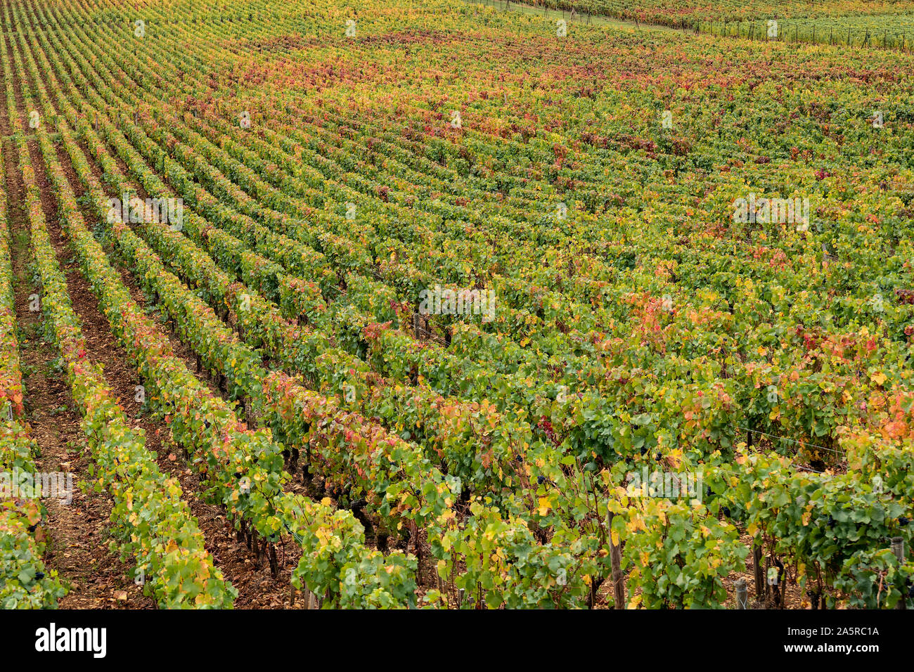 Autumn in the vineyards of Nuits Saint Georges, Burgundy, France Stock ...